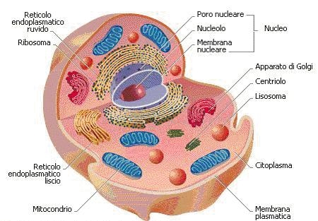 La cellula, La cellula eucariota, Membrana cellulare, Il nucleo, I ...